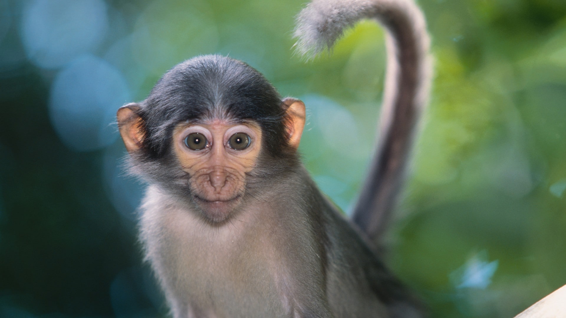 Smarte aper - NRK TV