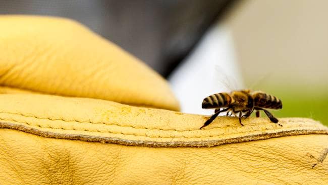 Derfor går det dårlig med biene – NRK Viten – Nyheter innen vitenskap ...