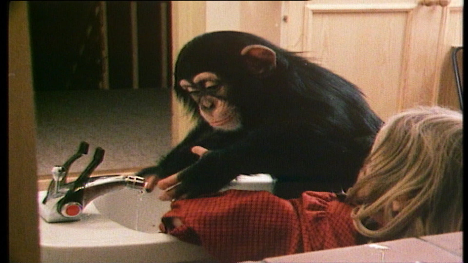 Sjimpansen Julius (3:4) - 1982 – NRK