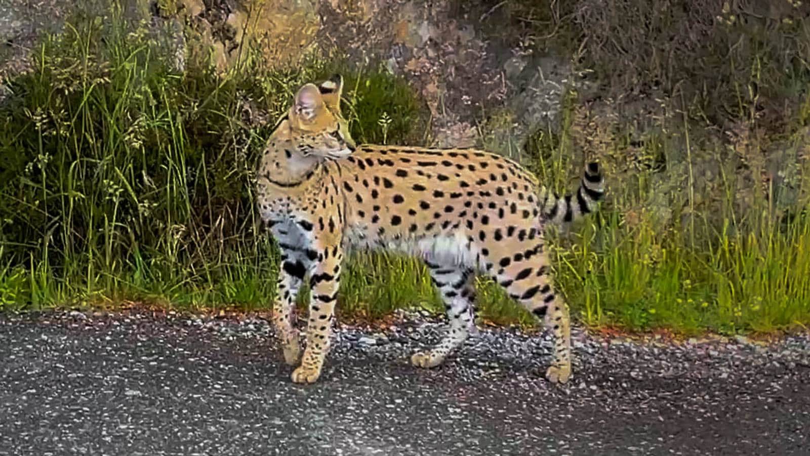 Saken med servalen i Os kan bli anmeldt av Miljødirektoratet og ...