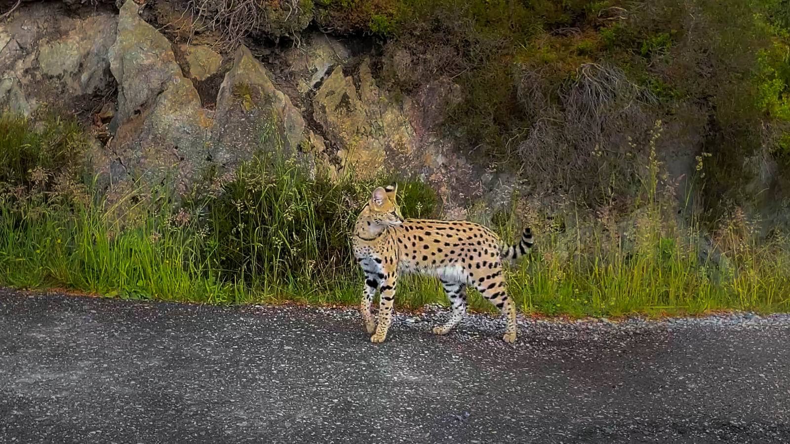 Kristiansand dyrepark tar vare på servalen Niño, og Tangen dyrepark har ...