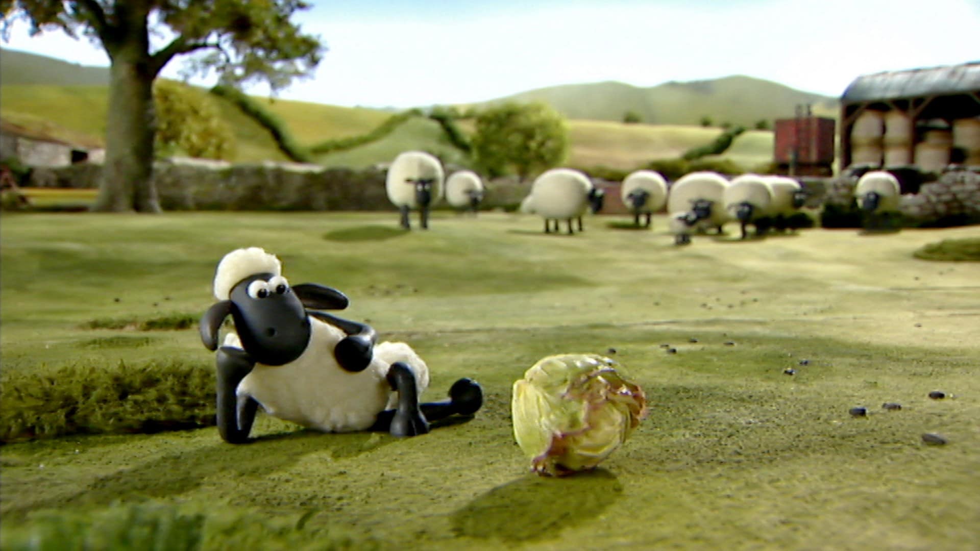 Sauen Shaun - NRK TV