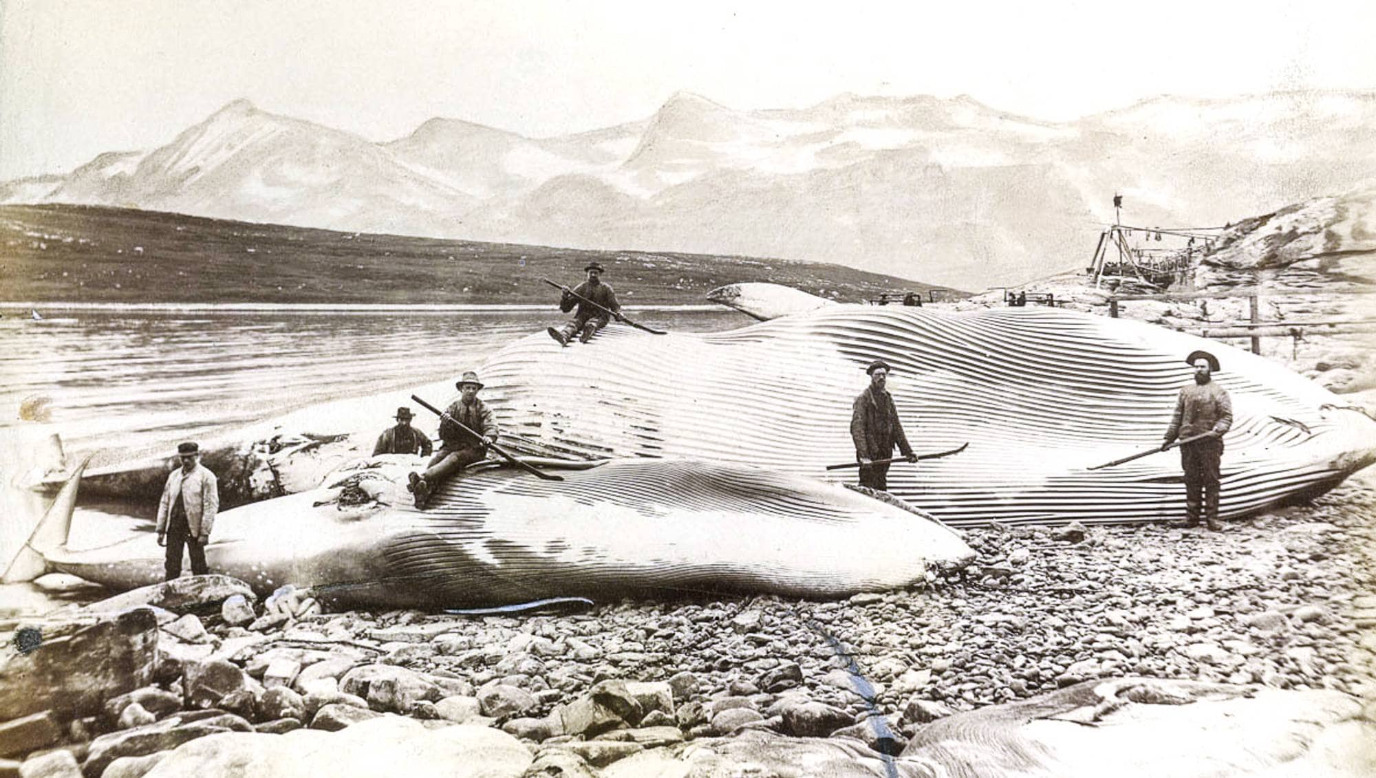 Overrasket over at det fremdeles finnes hval igjen i verdenshavene ...