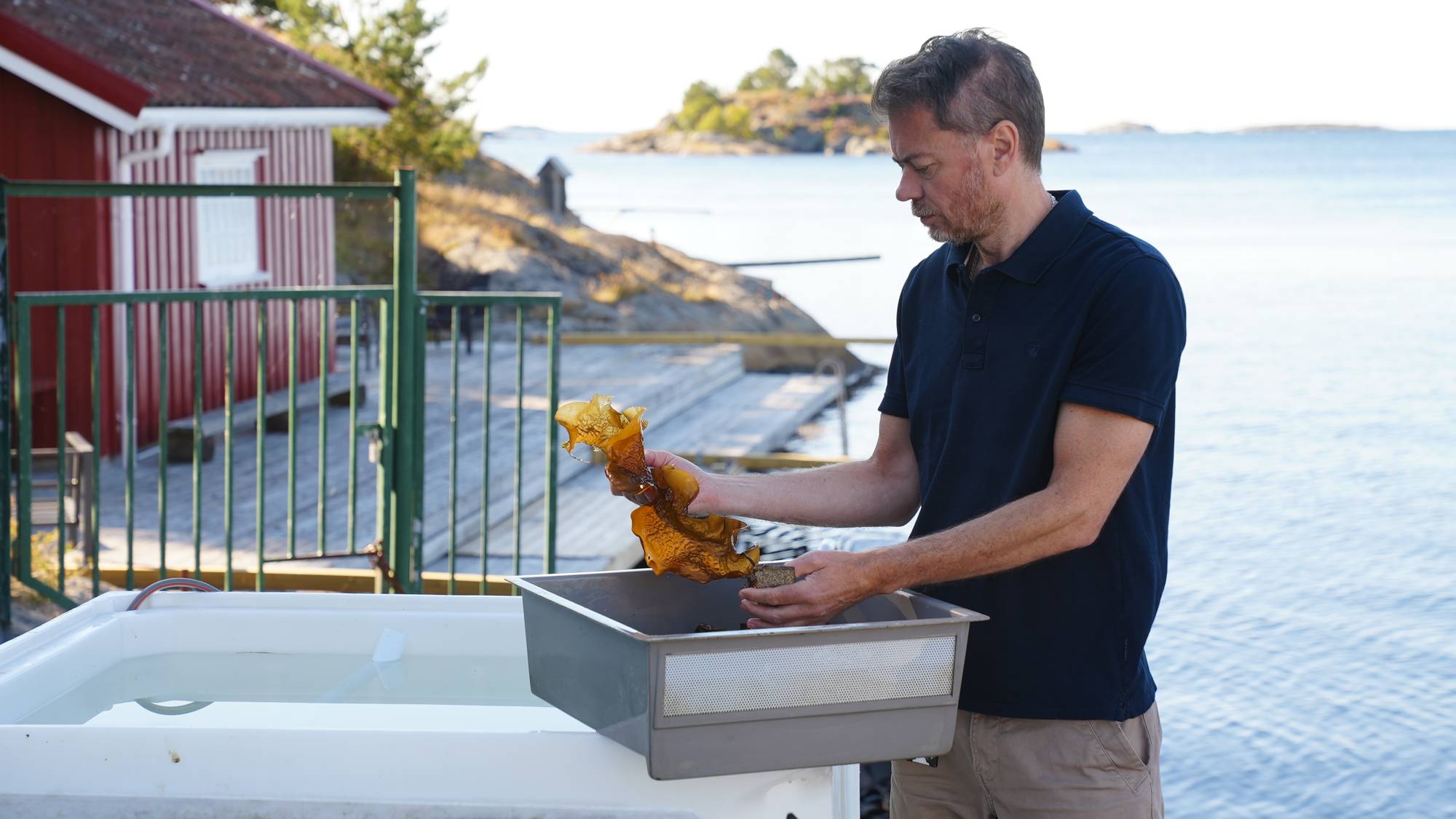 Omfattende tang- og taredød koster Norge 7 milliarder i året – Sørlandet