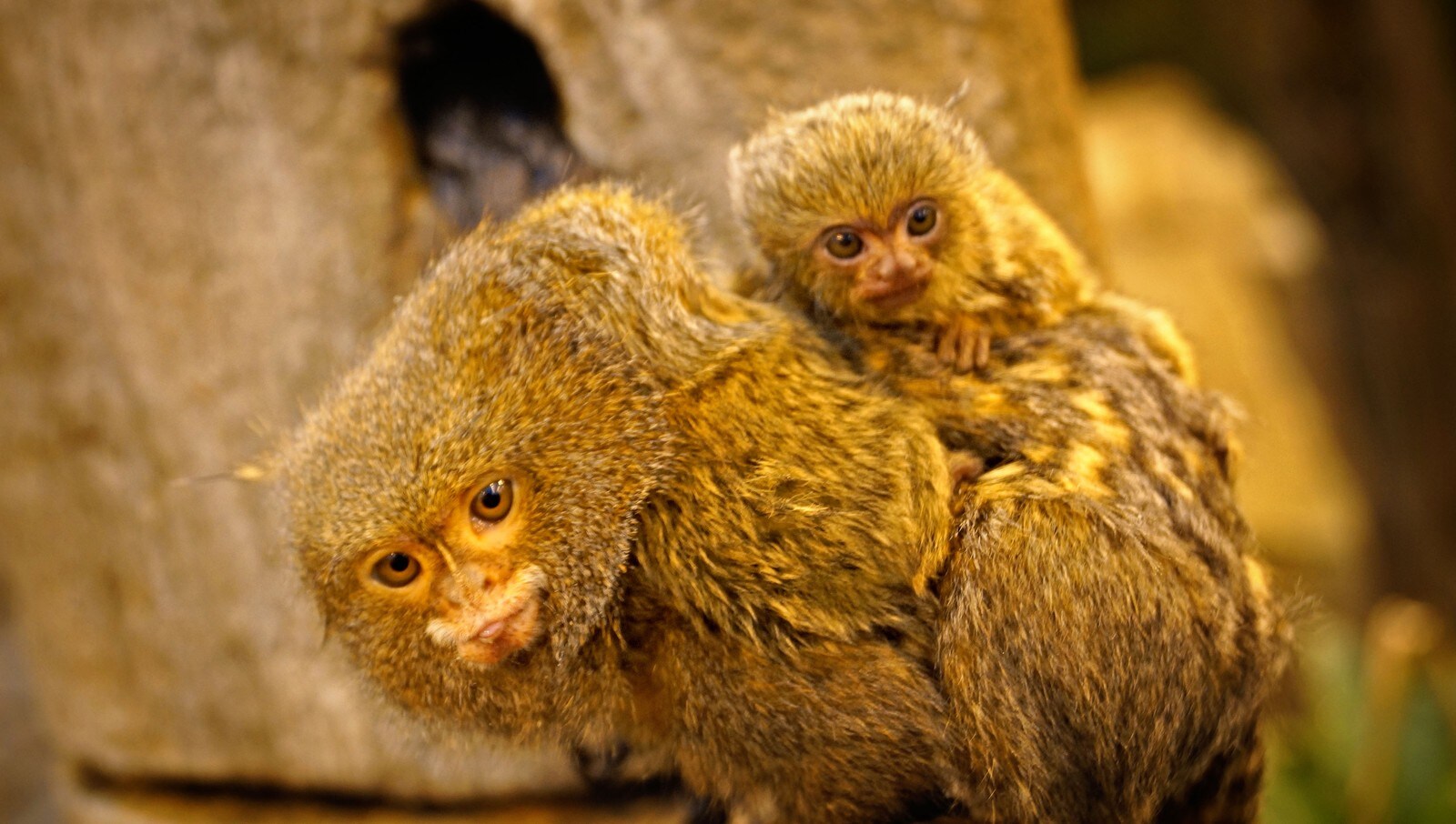 Verdens minste apekatt fødte tvillinger – NRK Sørlandet – Lokale ...