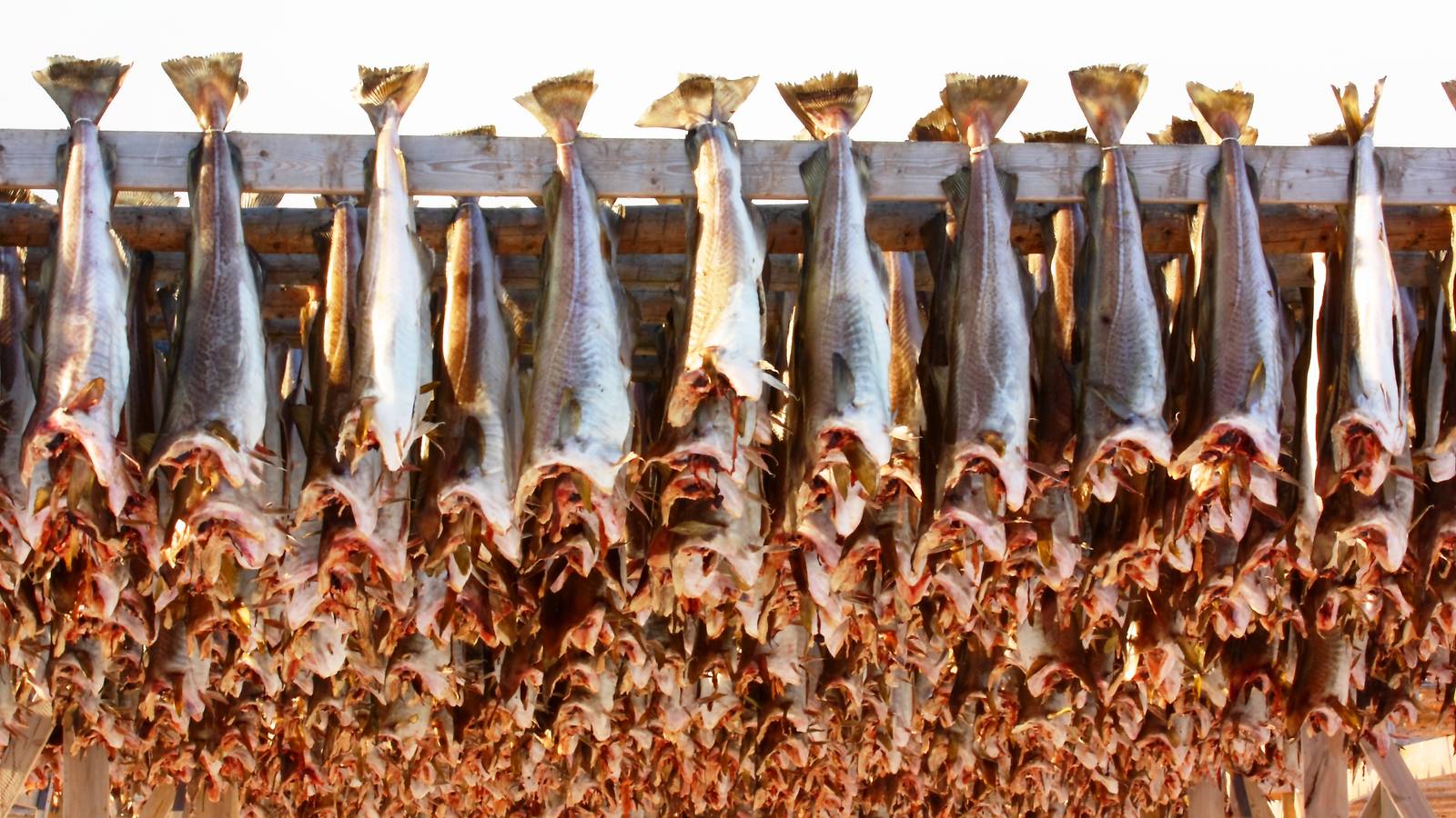 Tørrfisk opp i Champagne-klassen – NRK Nordland