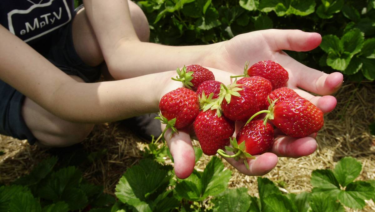 Supertrendy med safting og sylting – NRK Østfold – Lokale nyheter, TV ...