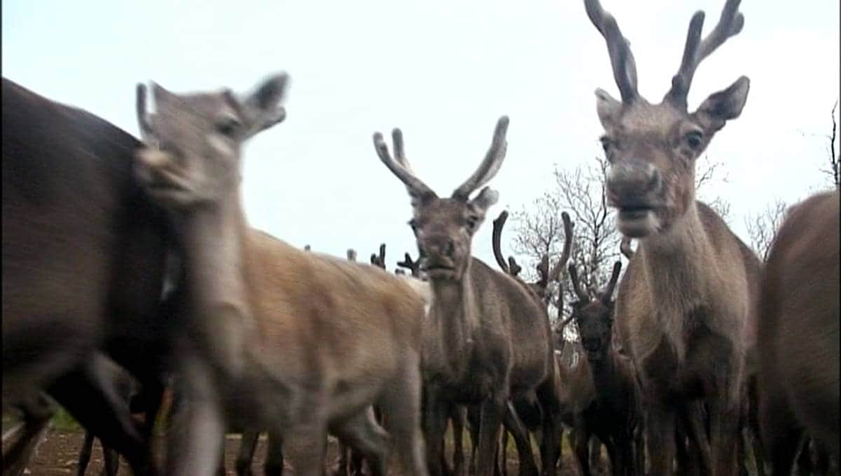 Rekorderstatning for rein – NRK Trøndelag – Lokale nyheter, TV og radio