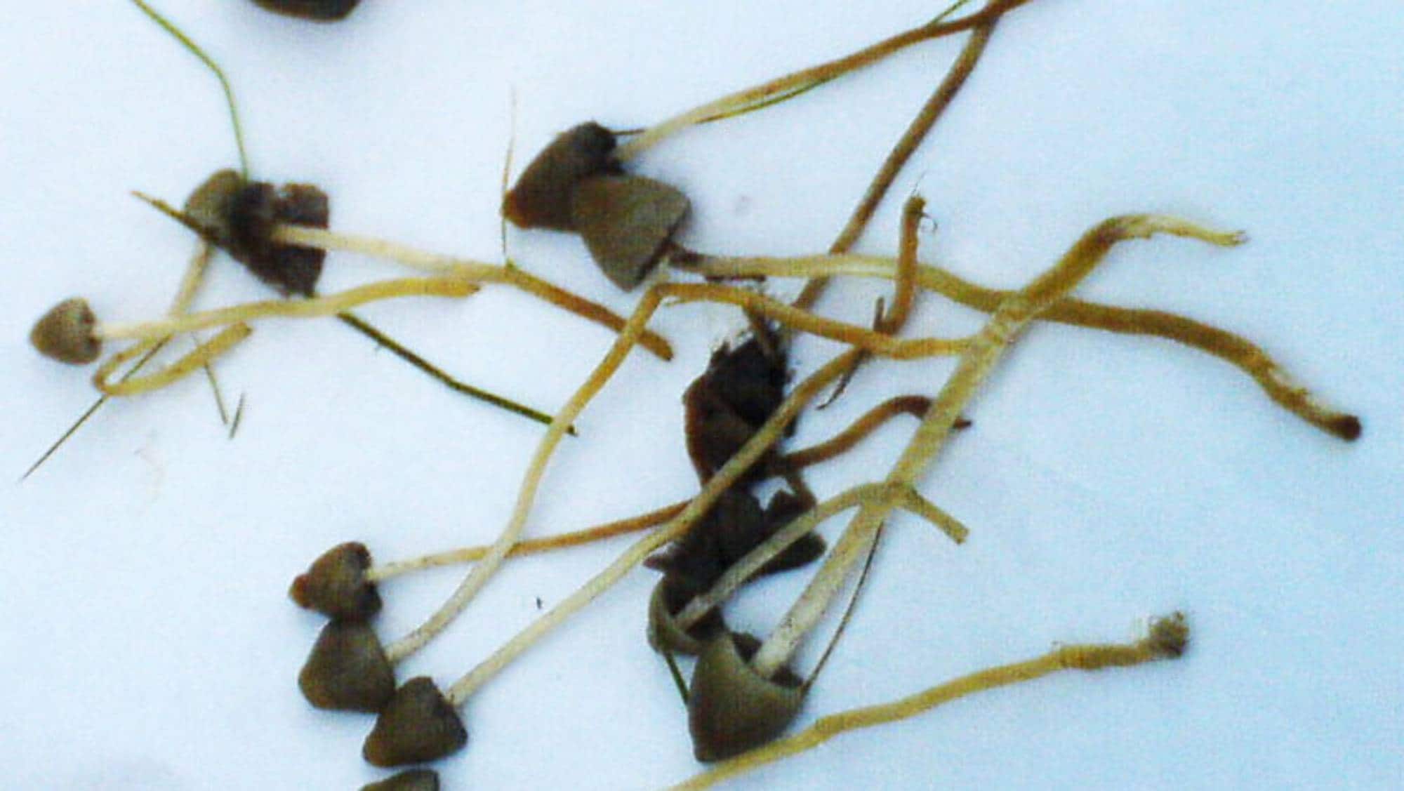 Fire tatt for fleinsopp-spising – NRK Sørlandet – Lokale nyheter, TV og ...