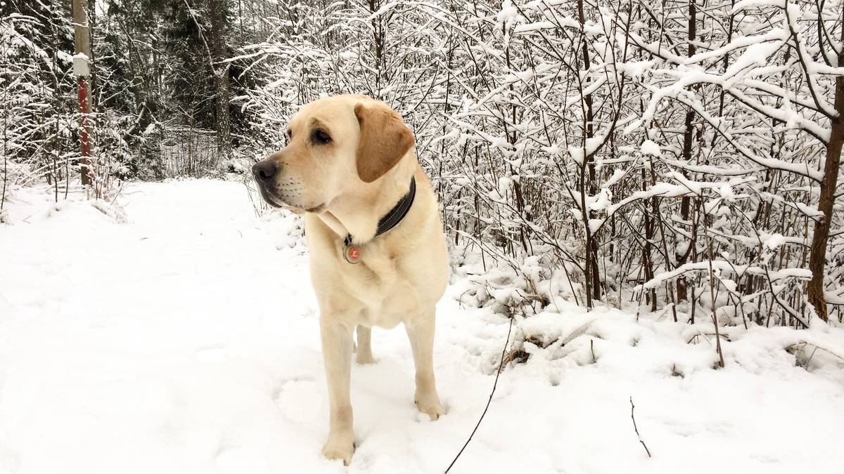 Her er Norges mest populære hunderaser – NRK Norge – Oversikt over ...