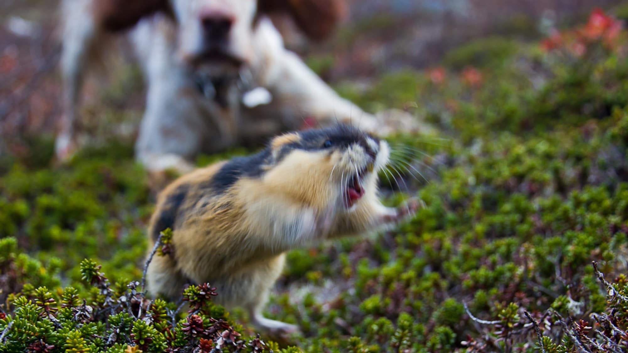 Lemen-eksplosjon i Sør-Norge – NRK Sørlandet – Lokale nyheter, TV og radio