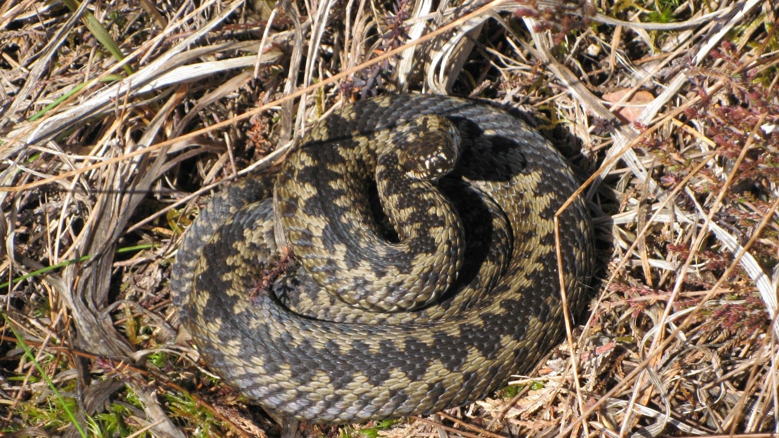 Hoggormen har kome ut av dvalen – NRK Møre og Romsdal – Lokale nyheter ...