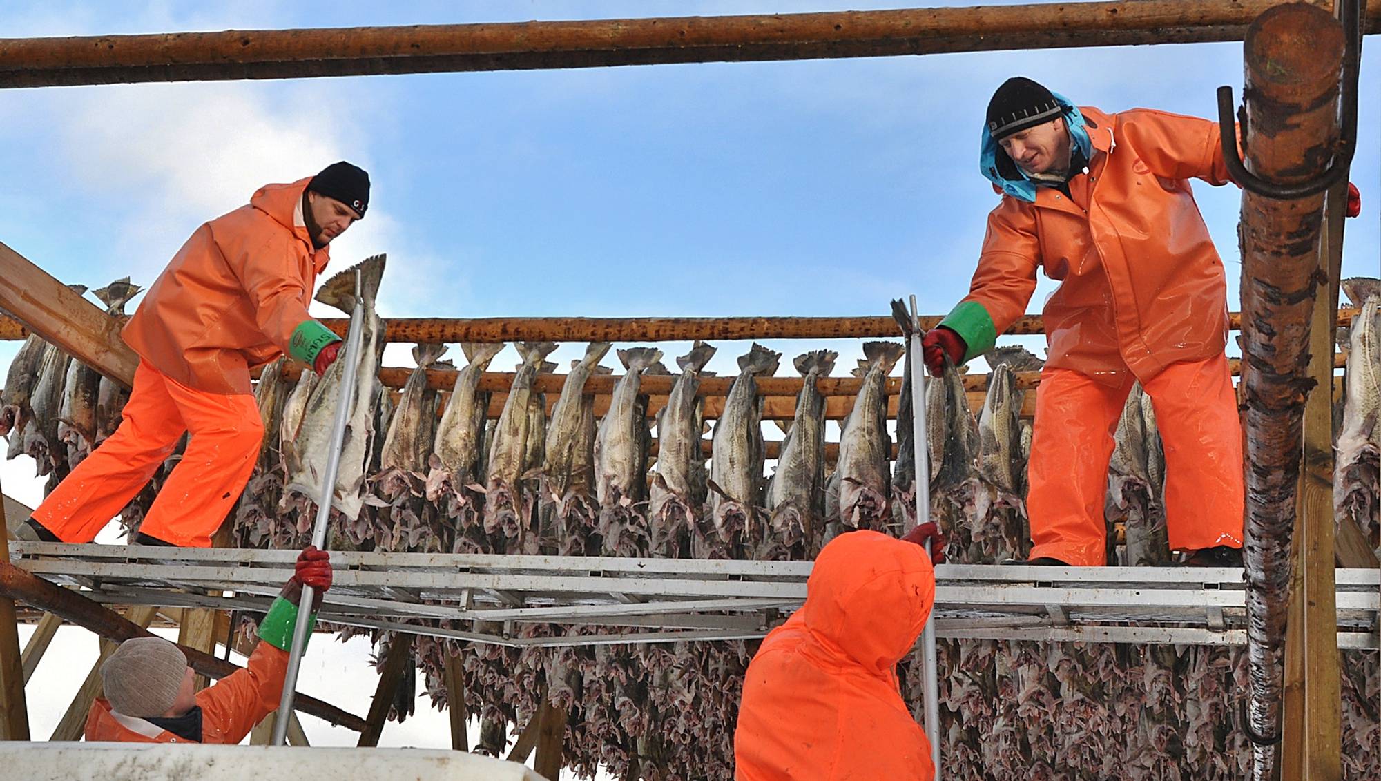 Tørrfisk opp i Champagne-klassen – NRK Nordland