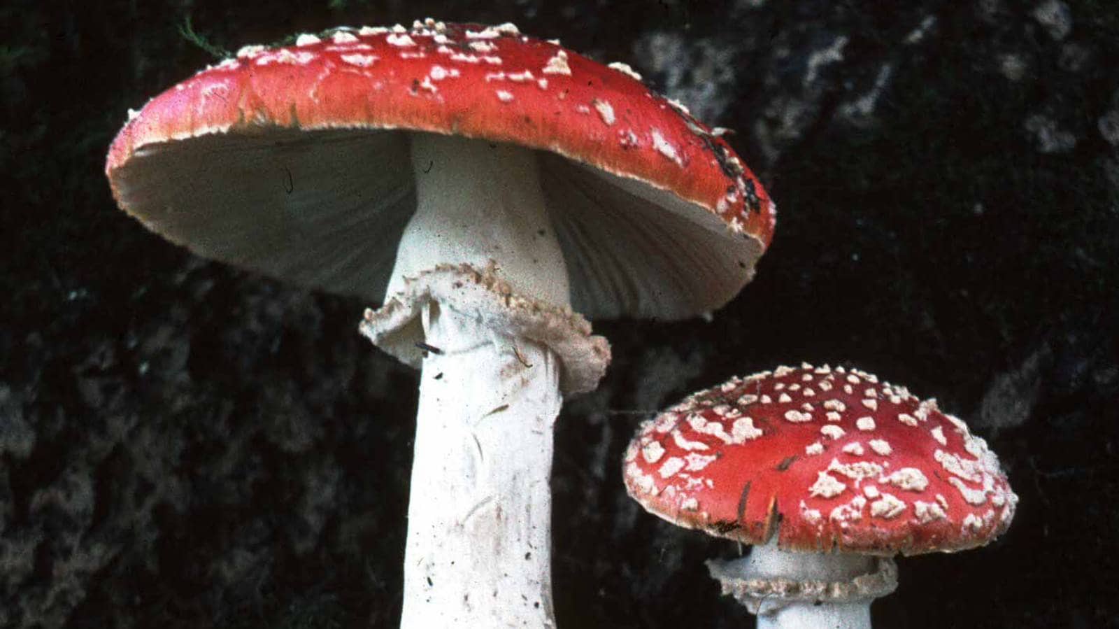 Giftige sopper i Norge – NRK Norge – Oversikt over nyheter fra ulike ...