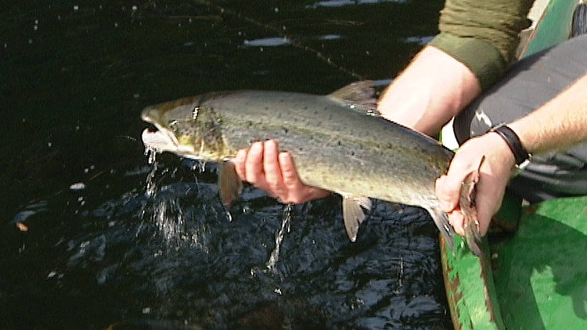 Villaks i fare: Kranglar om bergingstiltak – NRK Vestland