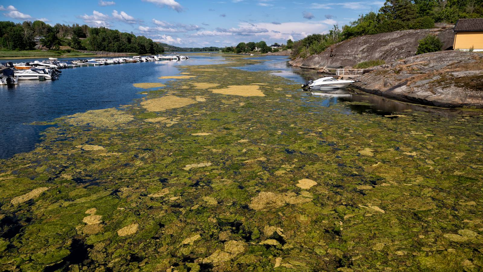SV vil ha mer penger til nitrogen­rensing i Oslo­fjorden – NRK Vestfold ...