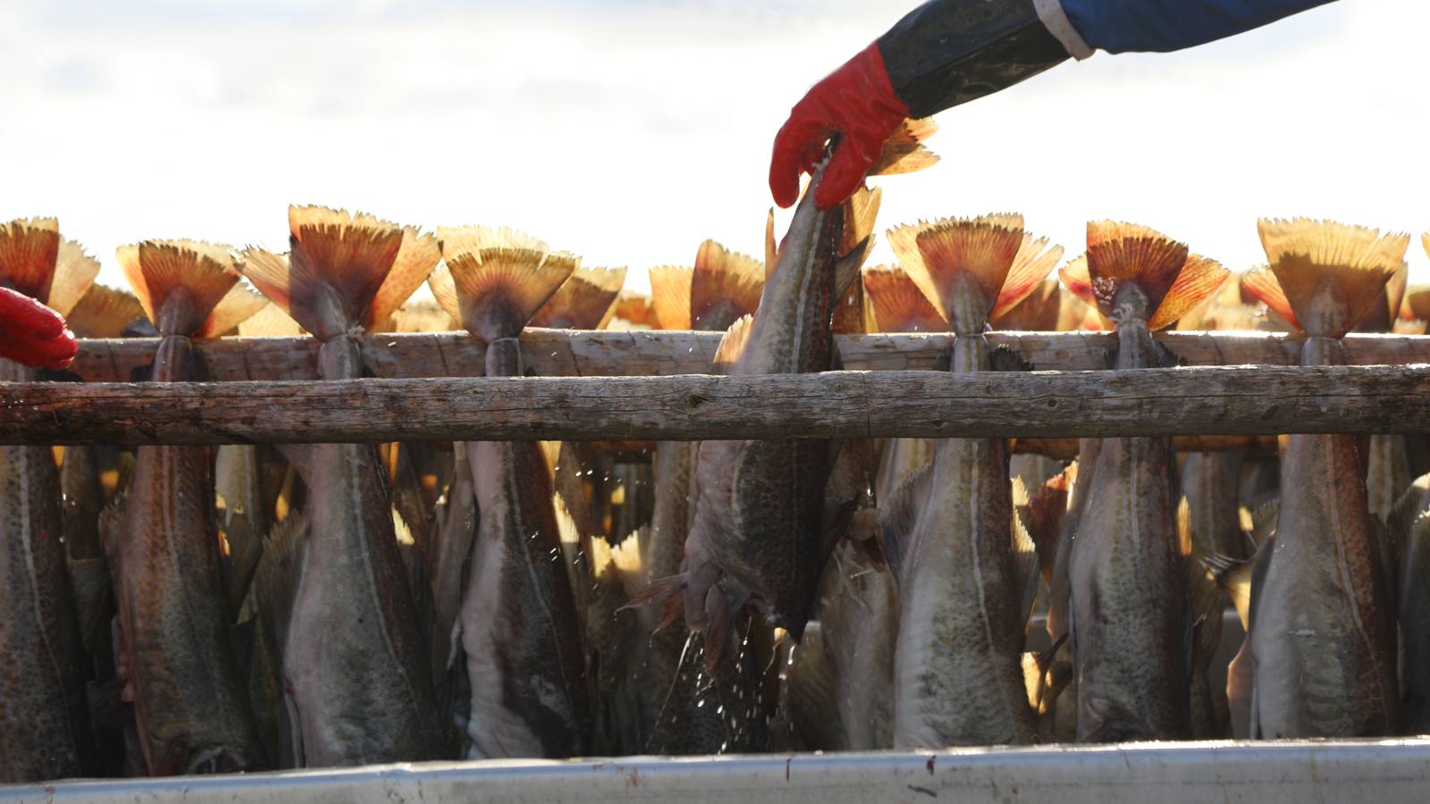 Quiz om Lofoten, tørrfisk, kultur i Lofoten og geografi i Lofoten – NRK ...