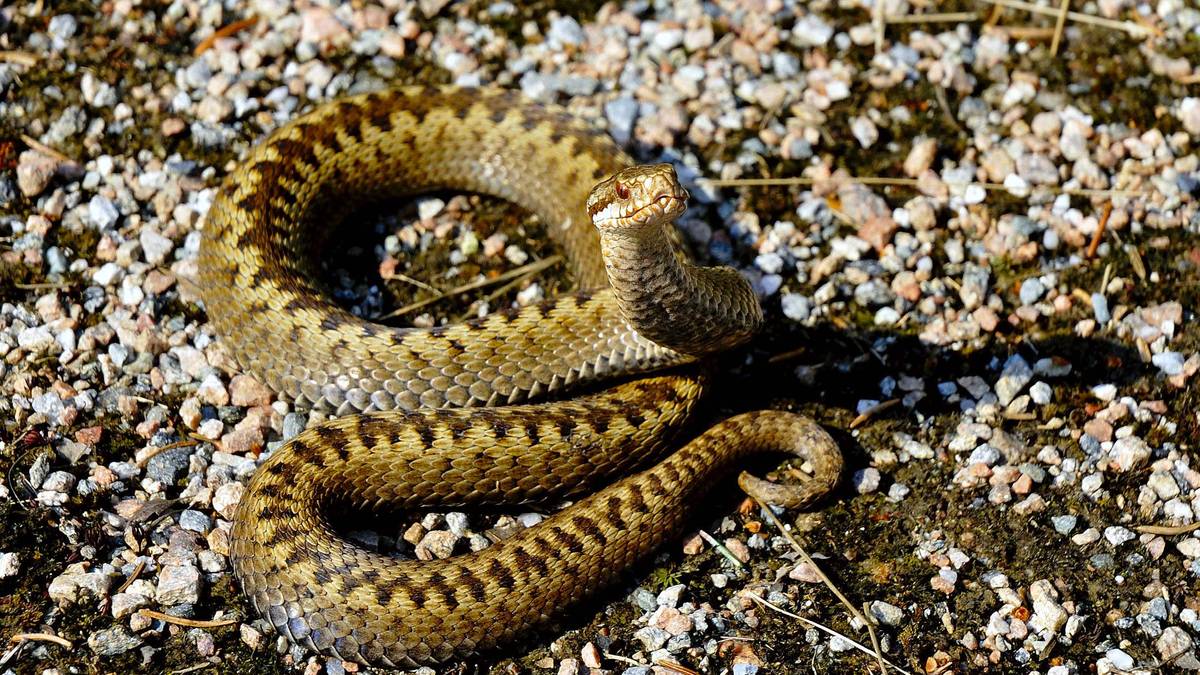 Rekordmange bitt av hoggorm – NRK Innlandet – Lokale nyheter, TV og radio