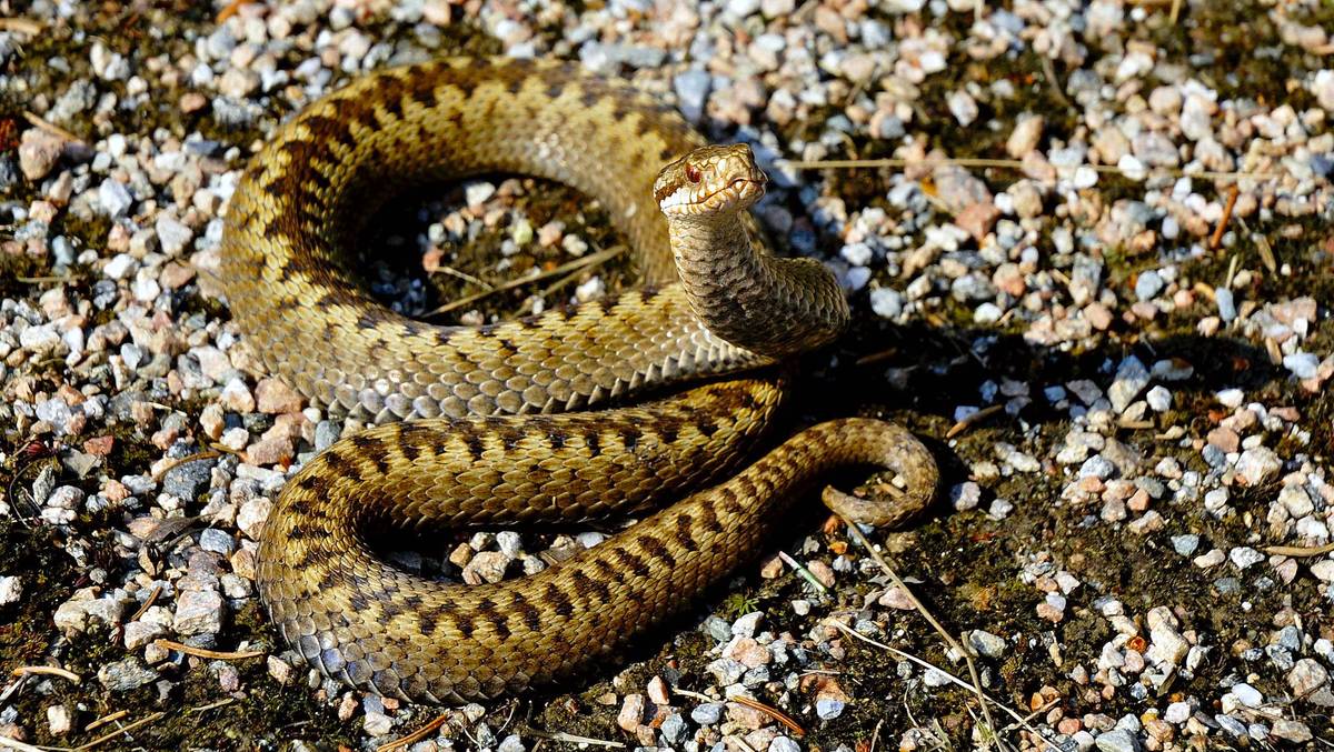 Varsler huggorm-sommer – NRK Østfold – Lokale nyheter, TV og radio