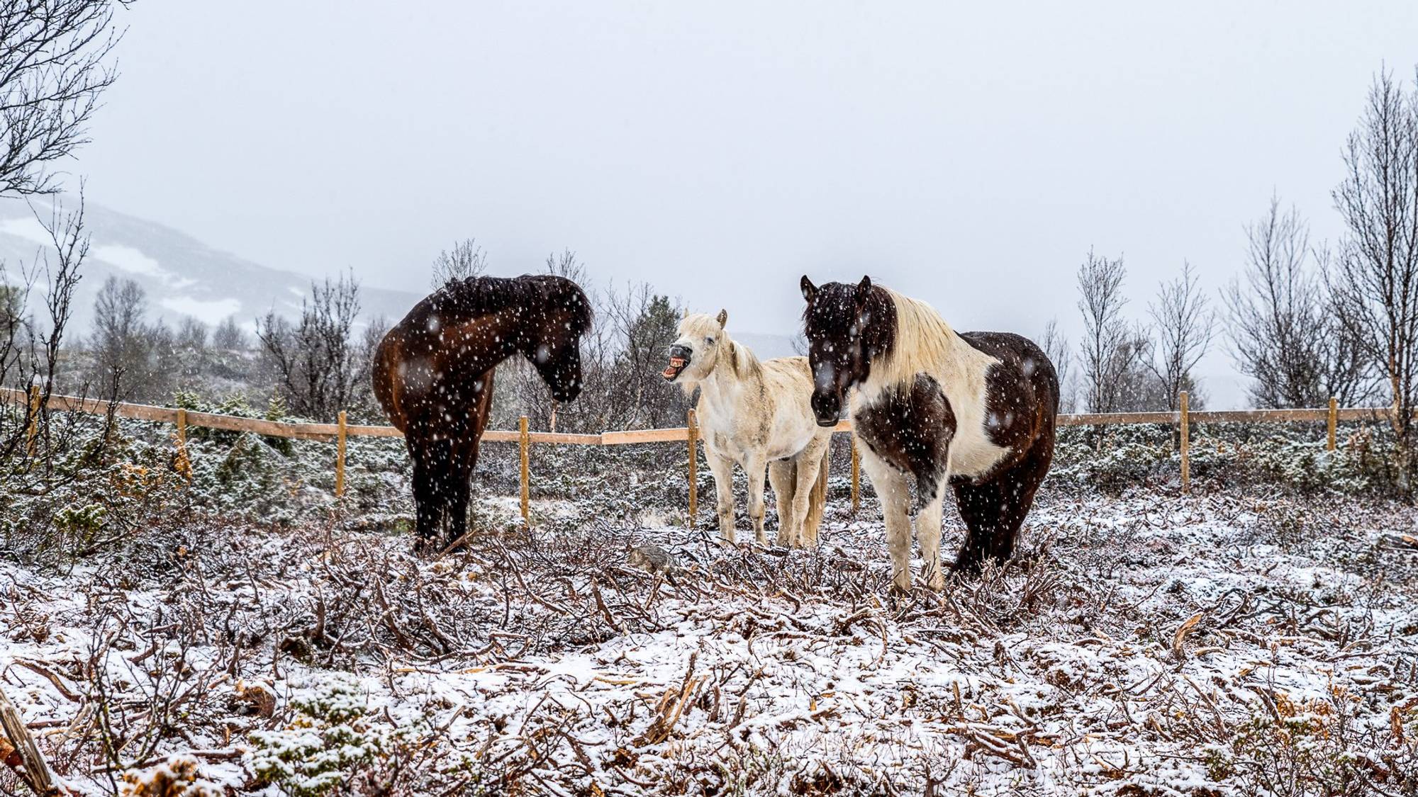 Hattifnatter samlet på høstfjellet – Yr
