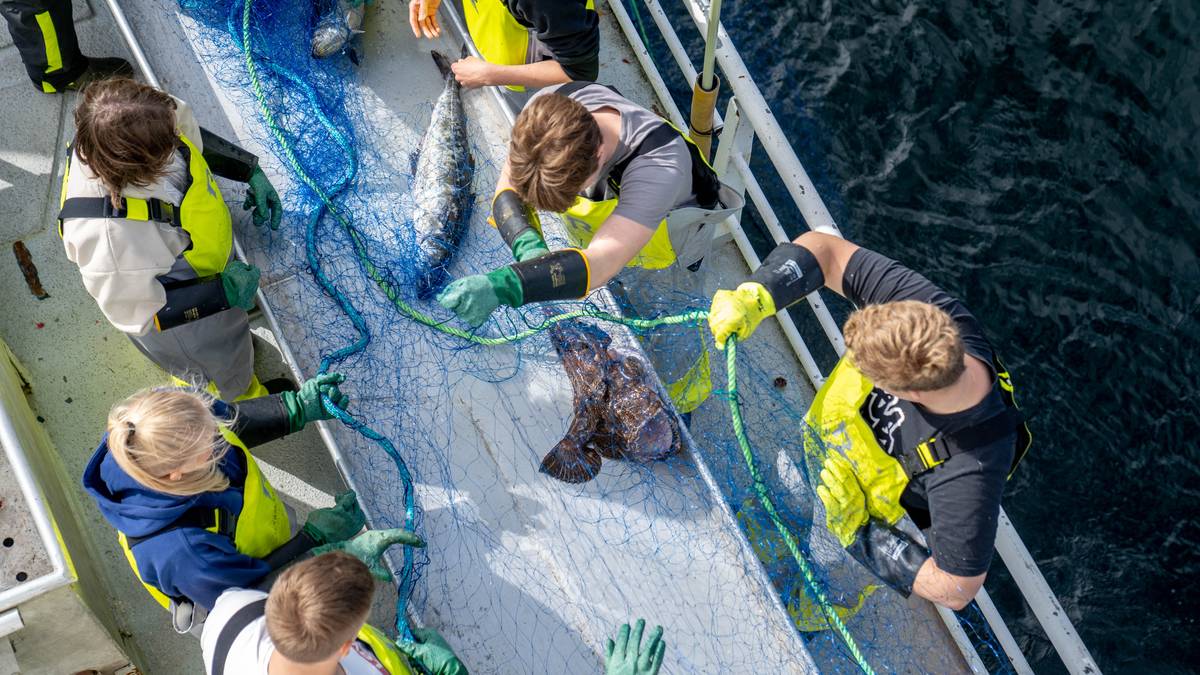 Havforskere bekymret for seibestanden i nord – NRK Nordland