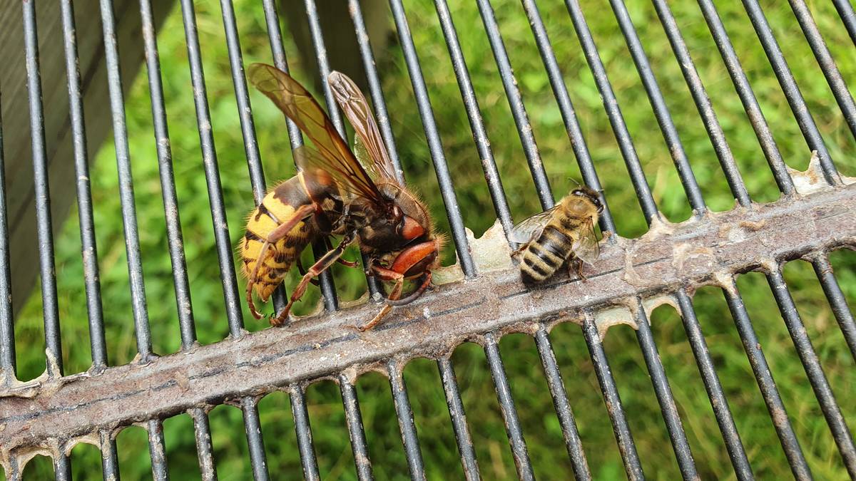 Geithams utrydder hele bisamfunn: – Dette er helt nytt for oss – NRK ...