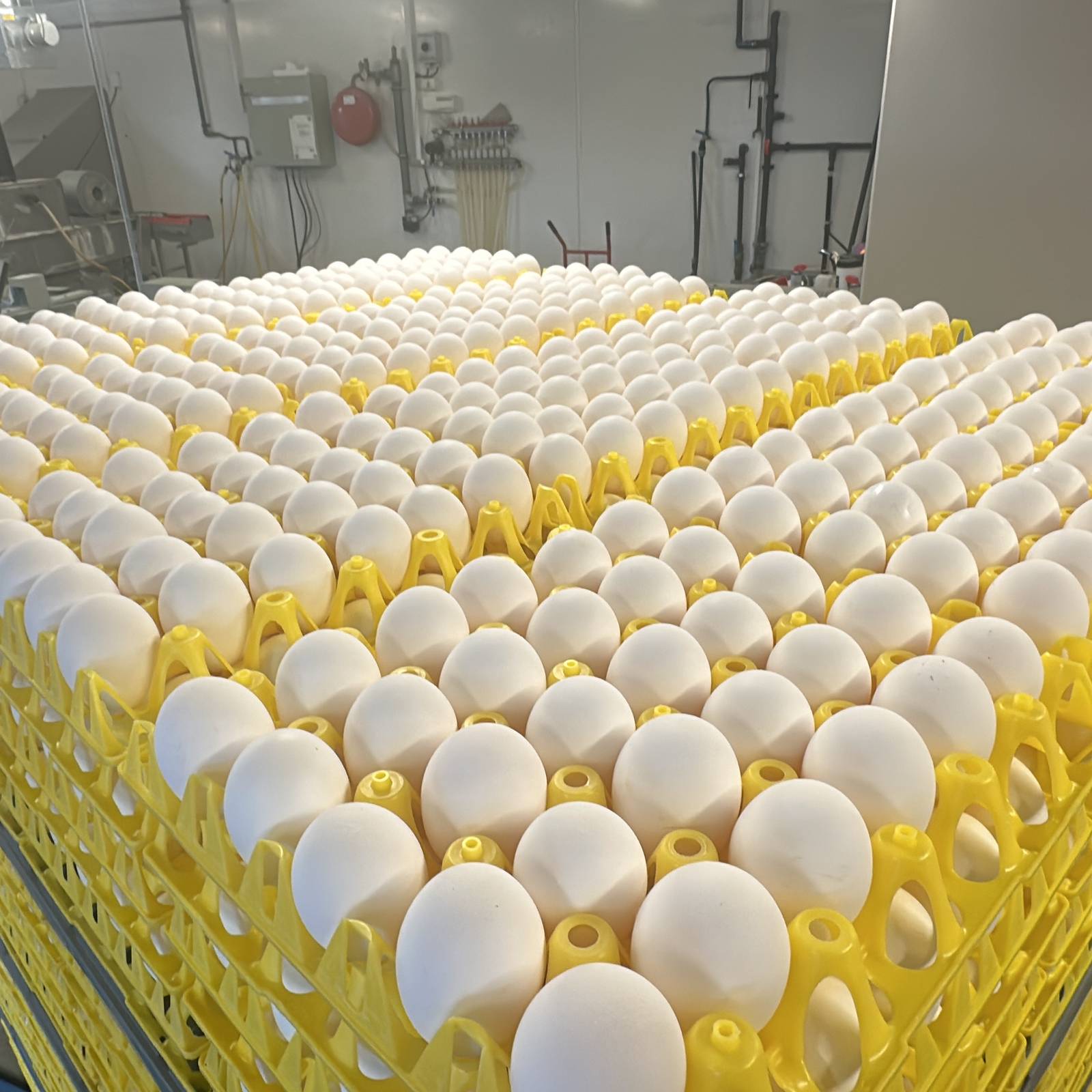 Nortura trekker tilbake minst 10 millioner egg tilbakekalt på grunn av forgiftningsfare – NRK ...