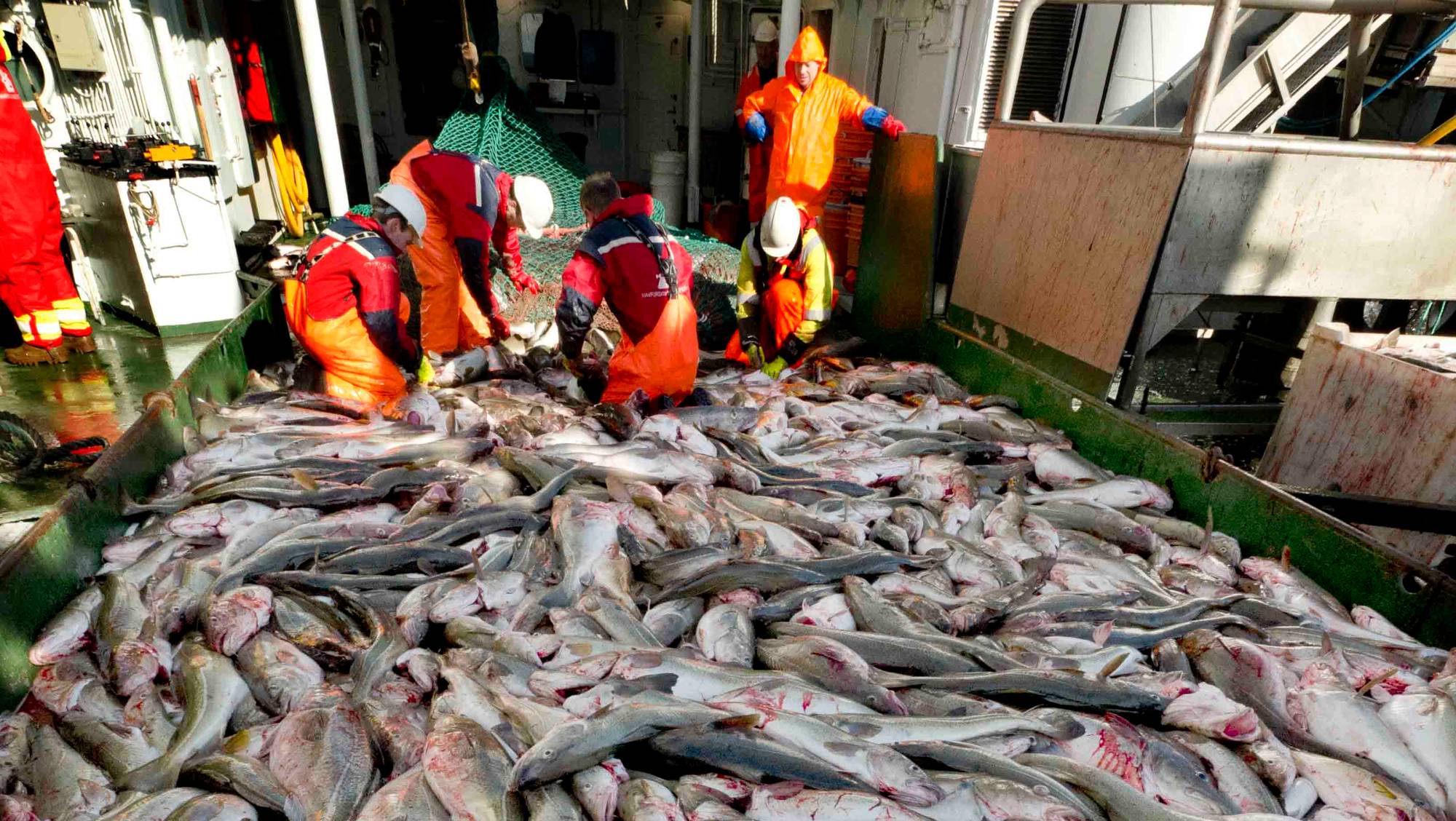 Polen vil ha fersk fisk fra Norge – NRK Nordland