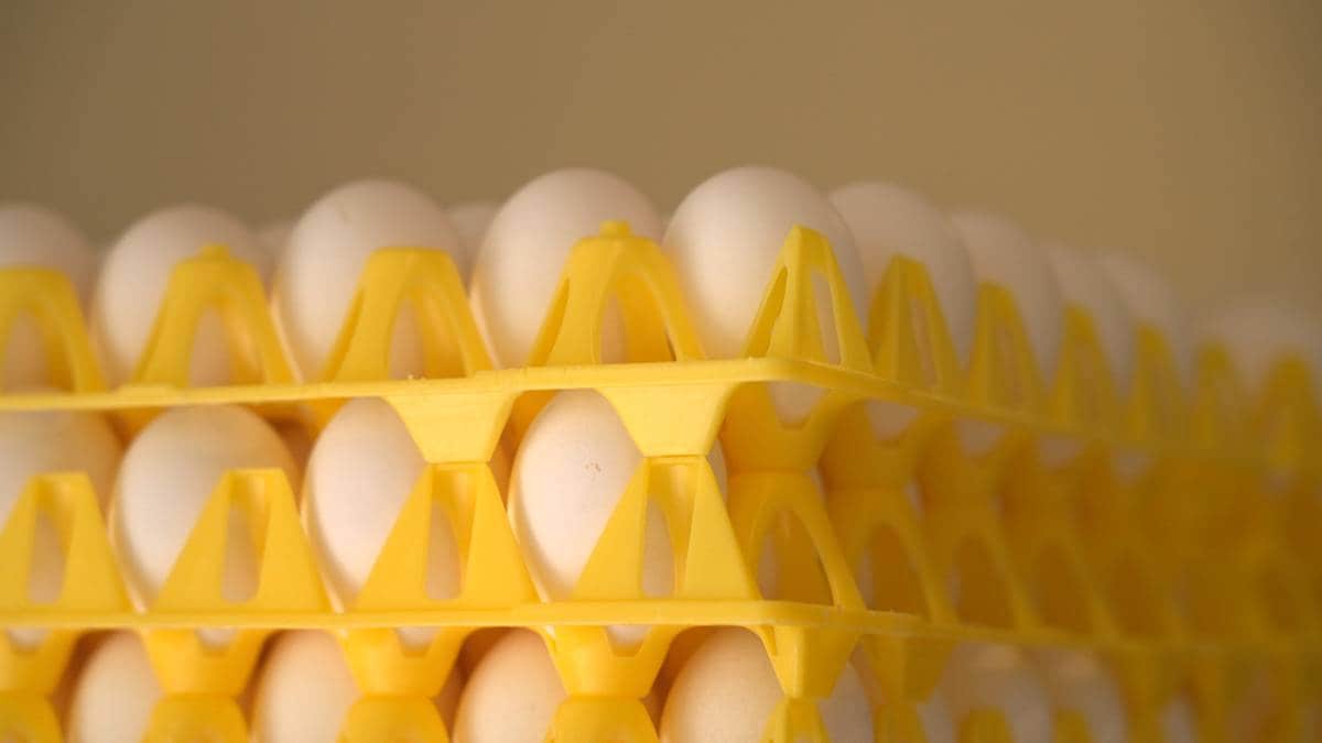 Landbruksdirektoratet åpner for mer import av egg – NRK Innlandet ...