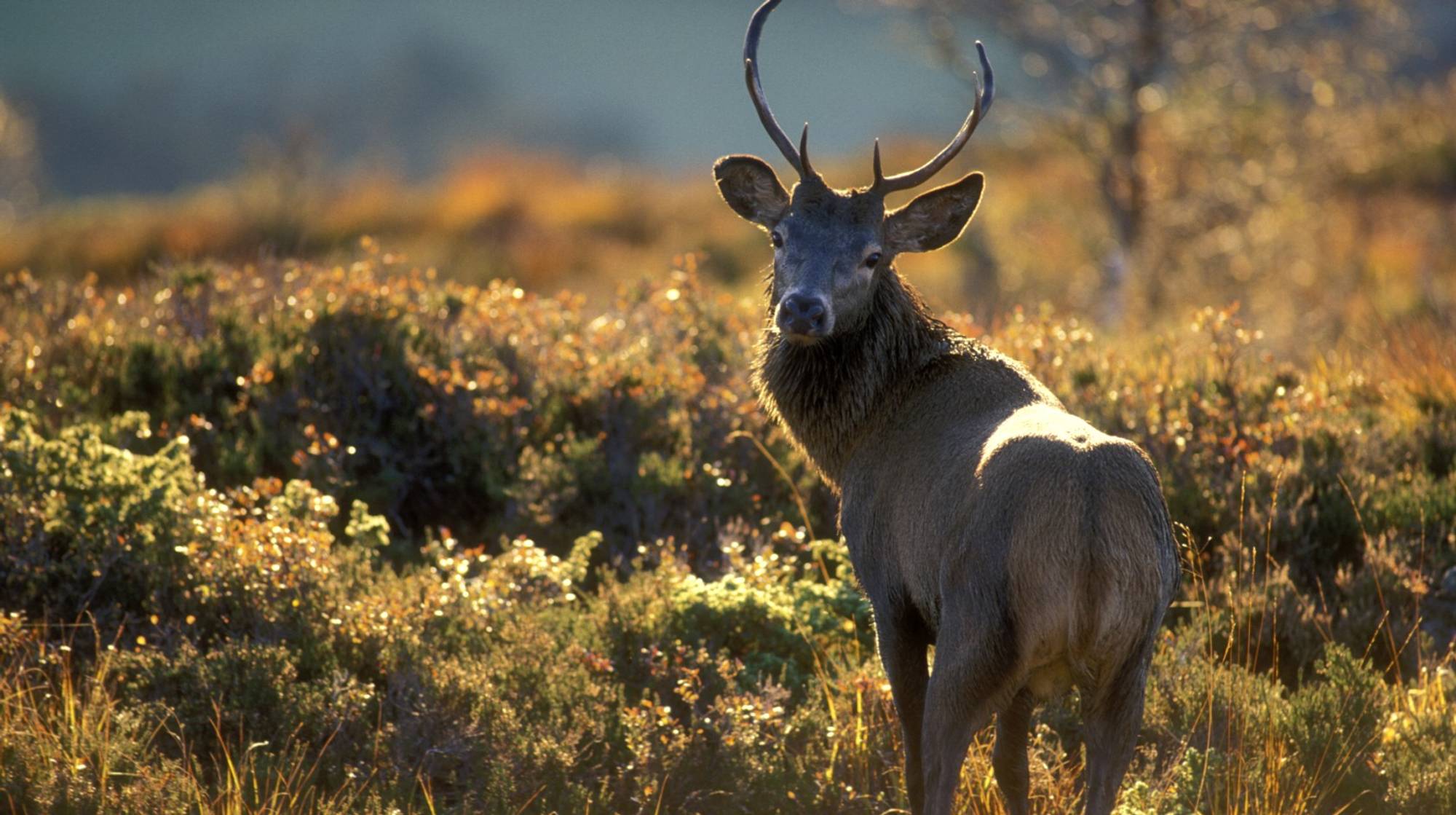 Brunst, brøl og blodig alvor – NRK Nyttig – Tips, råd og innsikt