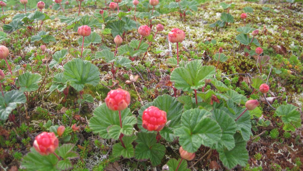 Rekordtidlige multer – NRK Troms og Finnmark