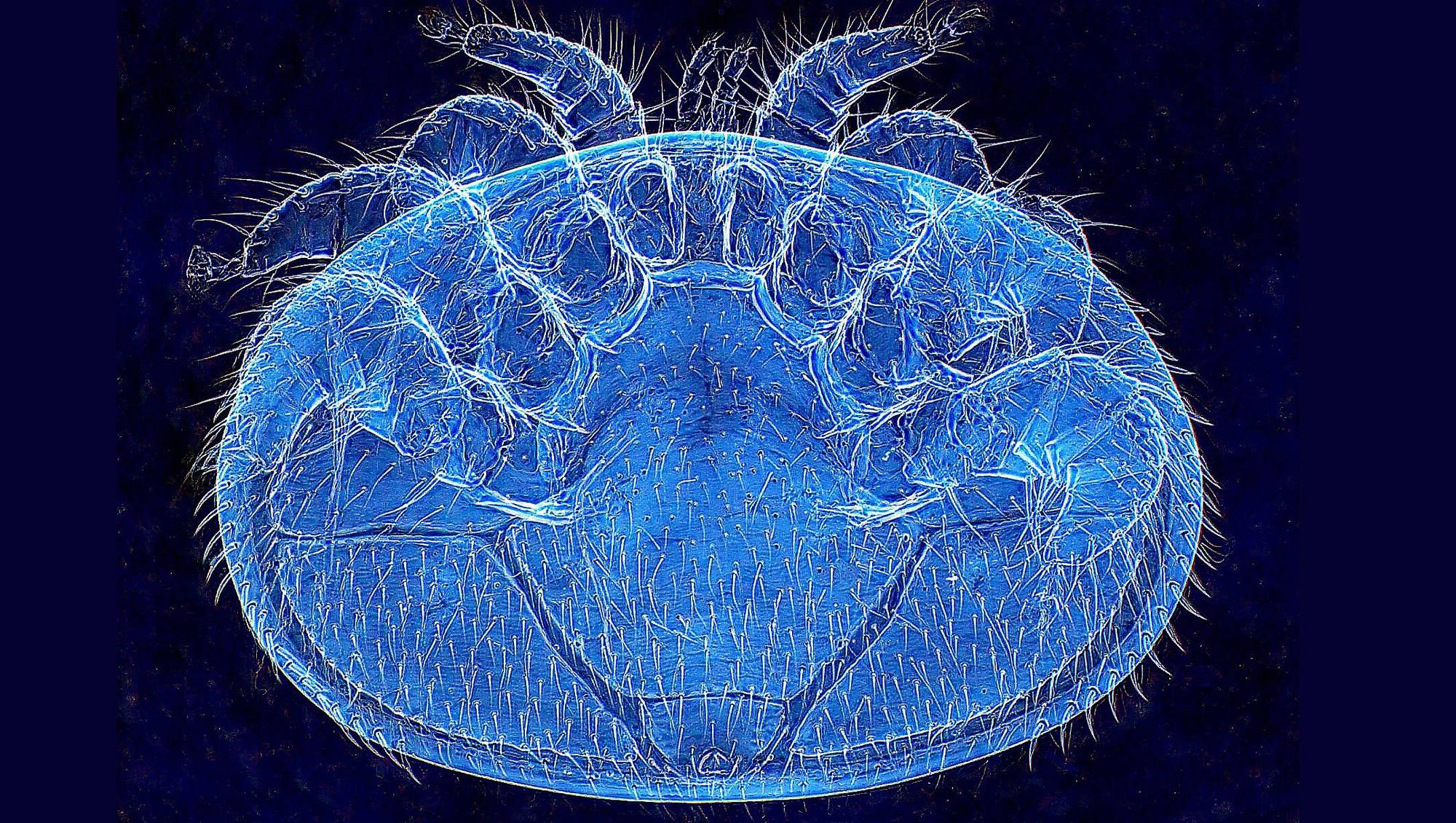 Norsk mikrofotograf blant dei beste – NRK Viten – Nyheter innen ...