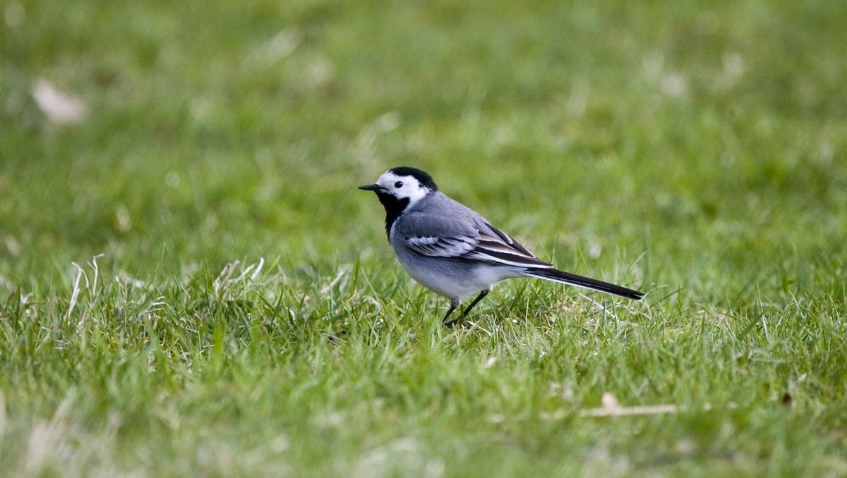 Linerle – Natur – NRK