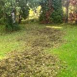 Fugler hakker opp plen for å spise oldenborrelarver – NRK Sørlandet ...