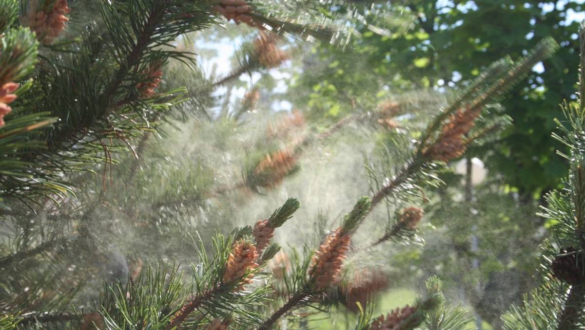 Gran-pollen gull verdt – NRK Innlandet – Lokale nyheter, TV og radio