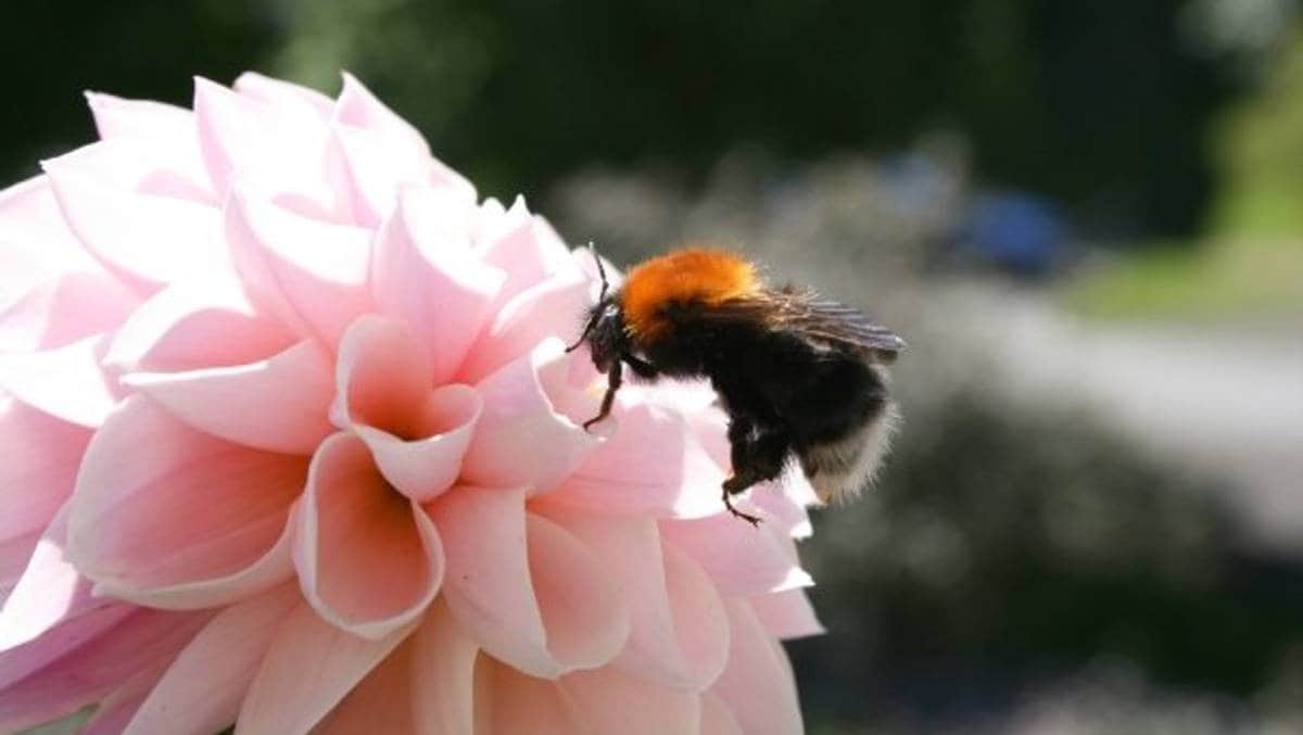 Livet i humlebolet – NRK Kultur og underholdning