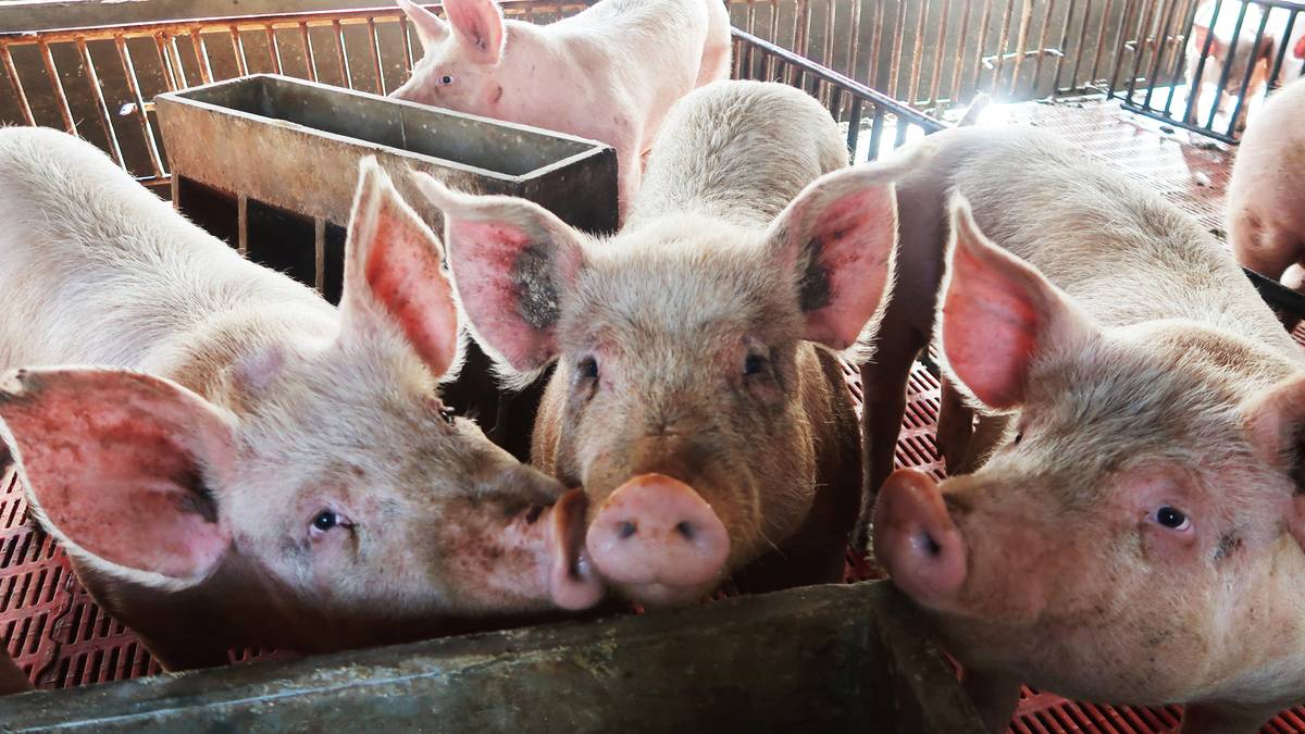 200 millioner griser kan dø eller bli slaktet i Kina – NRK Urix ...