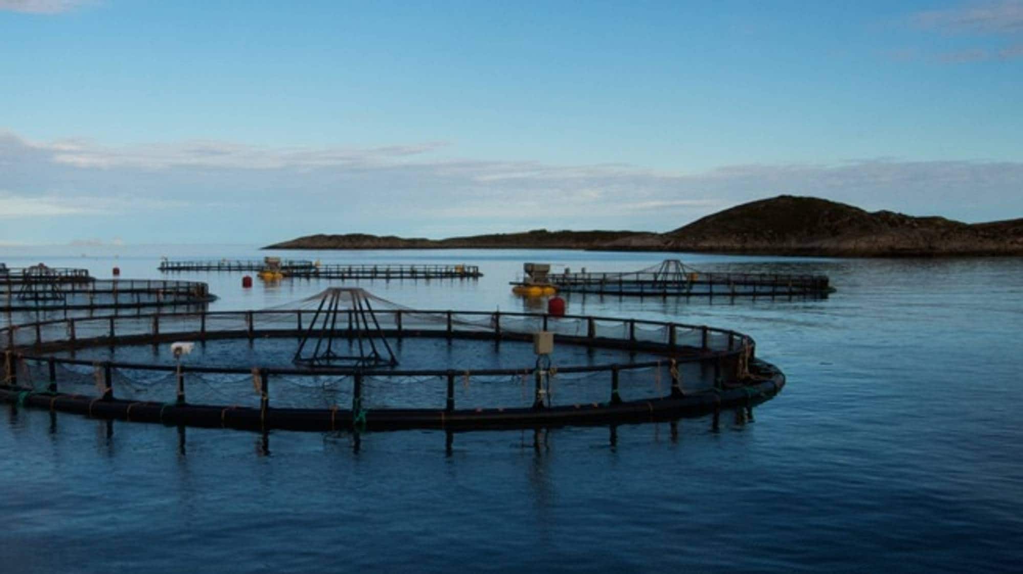 Mowi kjøper Nova Sea for 7,5 milliarder – NRK Nordland