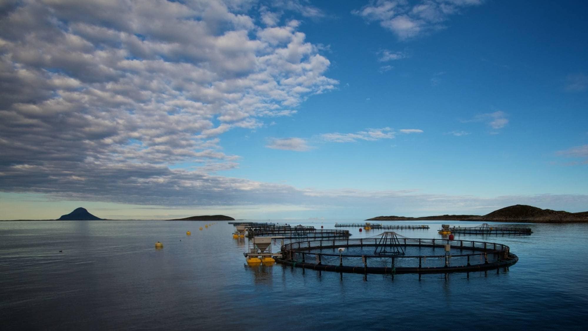 Aino Olaisen og Nova Sea solgte aksjer til Mowi for 7,4 milliarder ...