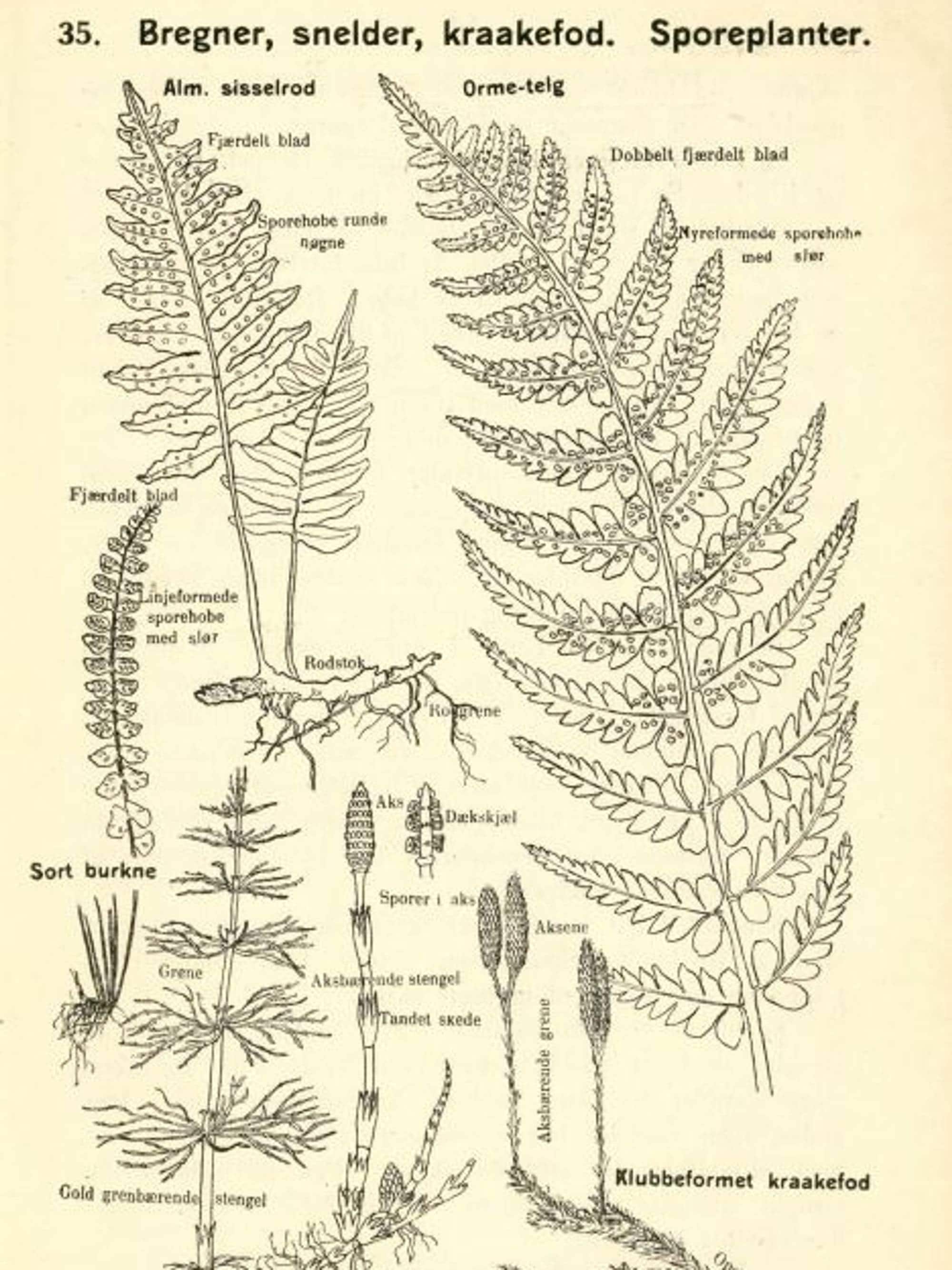 Femti planter som endret historiens gang av Bill Laws – NRK Kultur og ...