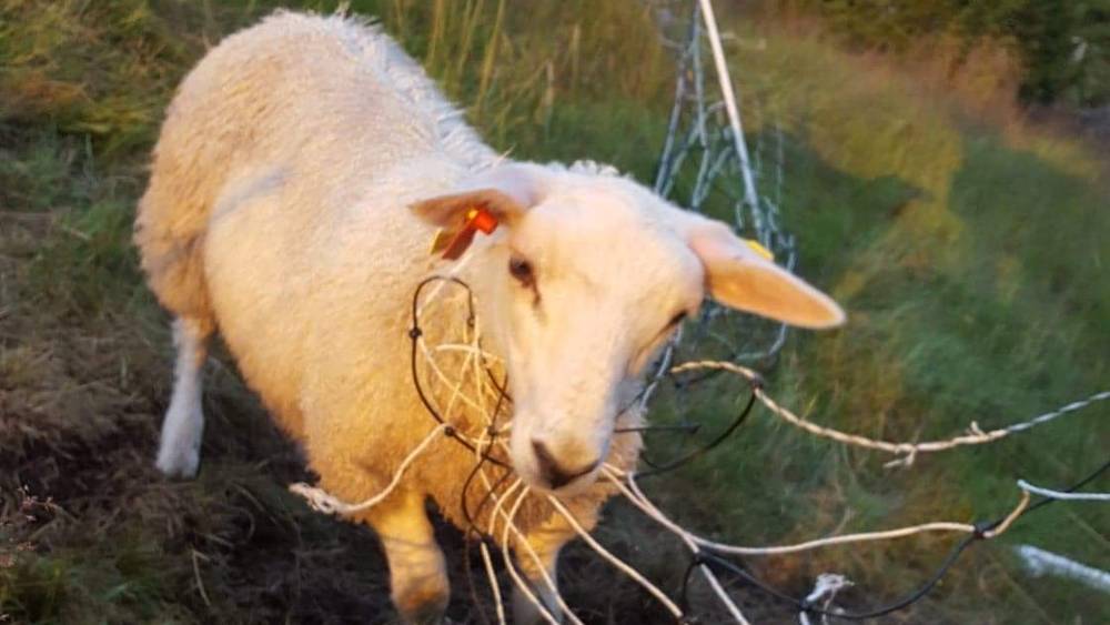 Beitedyr setter seg fast i hyttegjerde – nå skjerper landets største ...