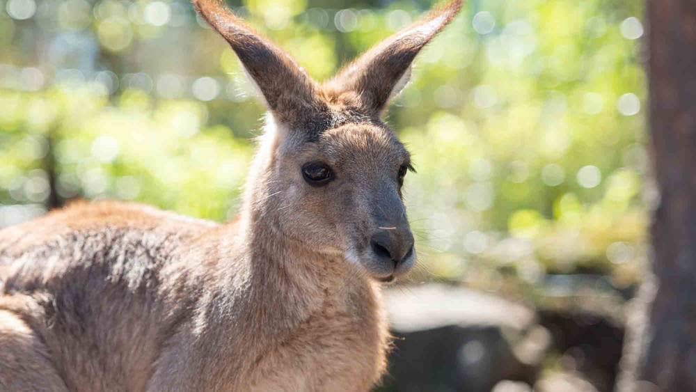 Kenguruer i Gjerstad: Fikk se verden for første gang – NRK Sørlandet ...