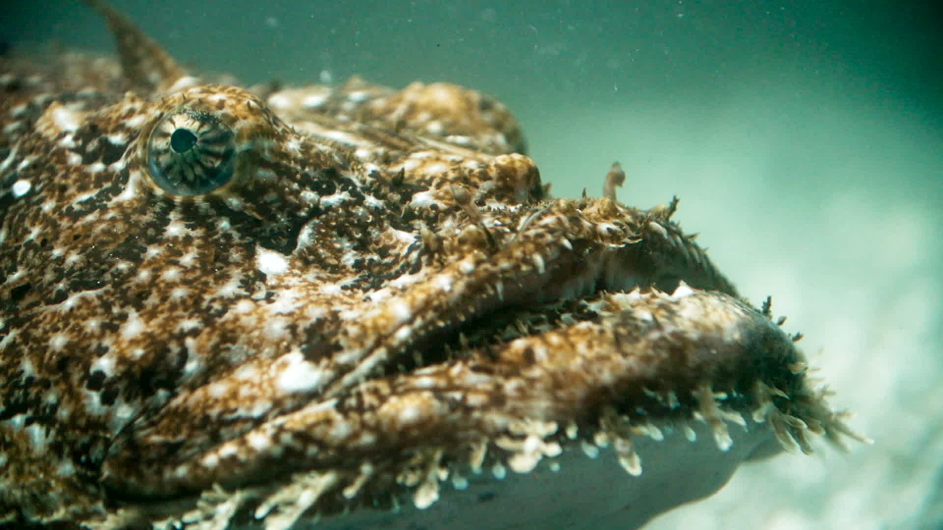 Ville vedunderlege dyr - NRK TV