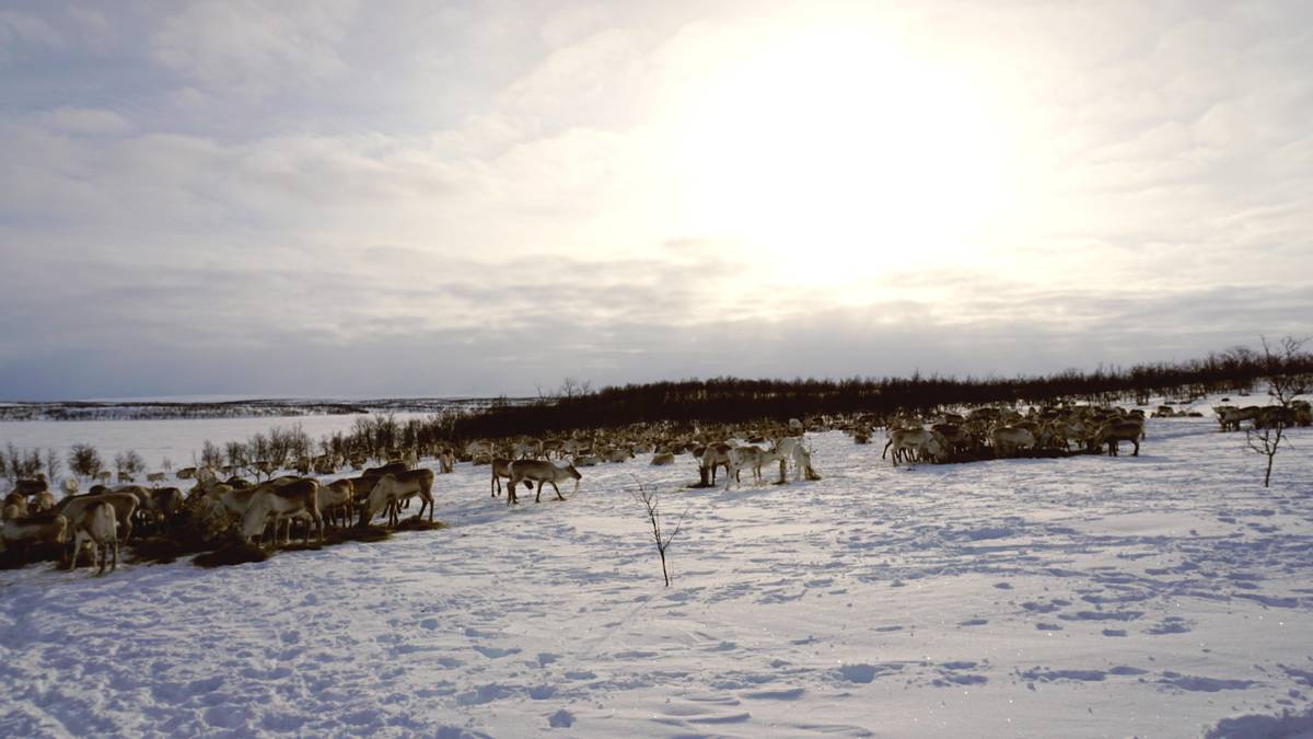 Ságastit goavvejagi roasu birra – NRK Sápmi – Ođasguovddáš