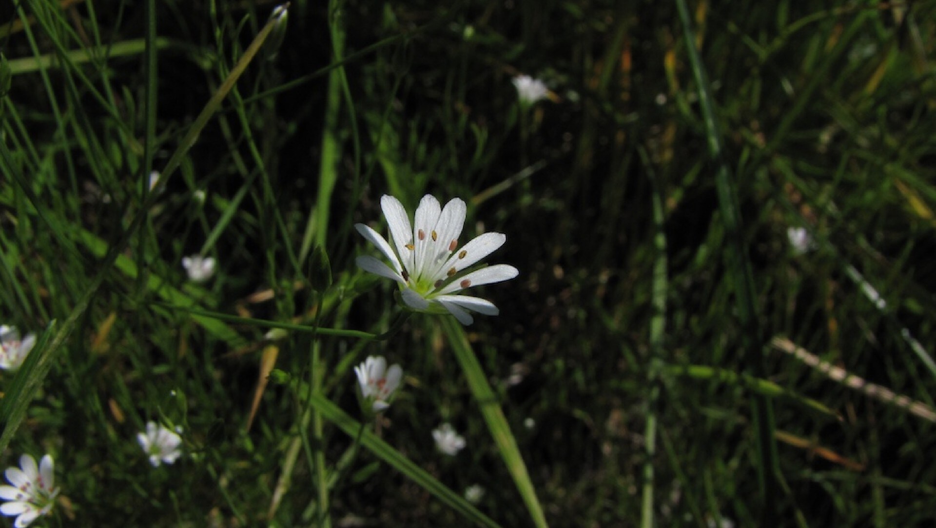 Sjelden blomst forsinker skolebygg – NRK