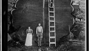 Storslåtte portrett av gigant-tre – NRK Viten – Nyheter innen vitenskap ...