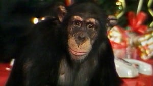 Sjimpansen Julius – NRK TV