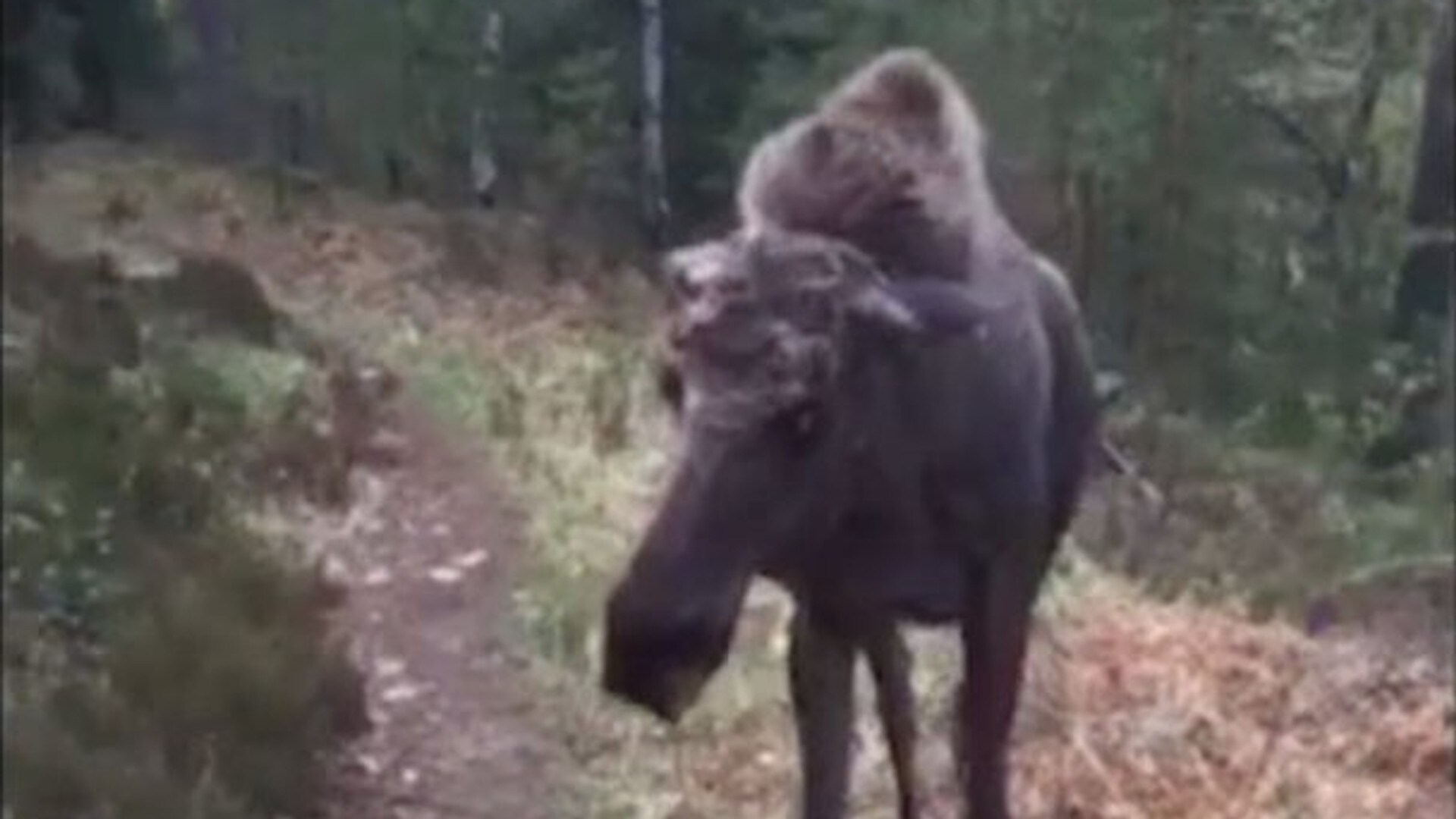 Her angriper elgen – NRK