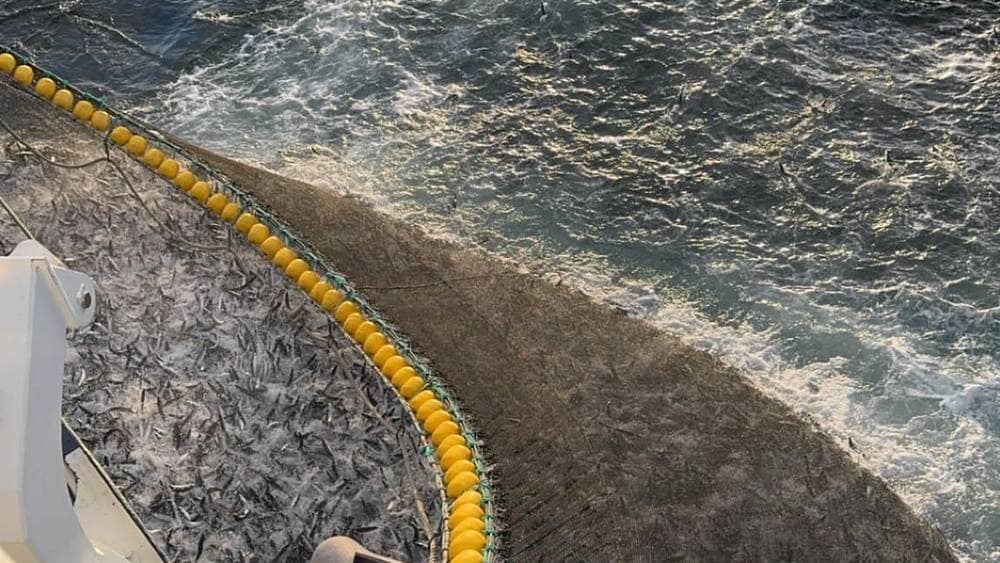 Årets makrellfiske har vært tidenes beste for norske fiskere – nå ber ... Årets makrellfiske har vært tidenes beste for norske fiskere – nå ber ...