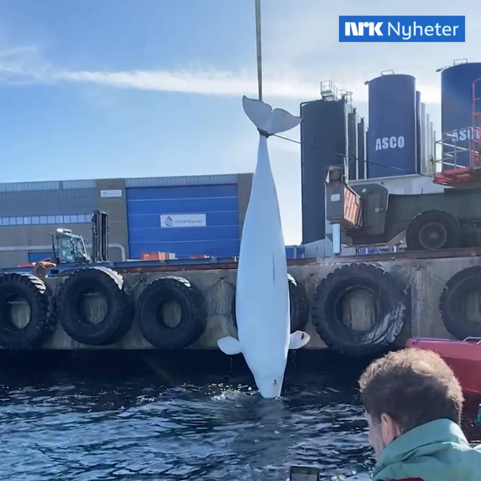 Kjendishvalen Hvaldimir er død – NRK Rogaland – Lokale nyheter, TV og radio